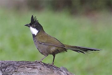 THE EASTERN WHIP BIRD AT BENDLES COTTAGES - Bendles